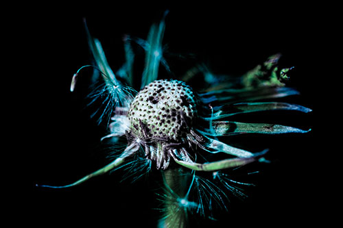Decaying Seed Toothed Dandelion Creature at LaBonte Park Laramie ...