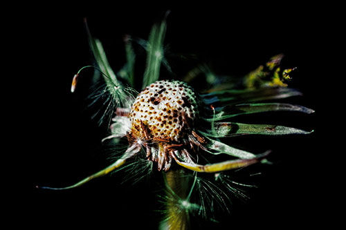 Decaying Seed Toothed Dandelion Creature at LaBonte Park Laramie ...