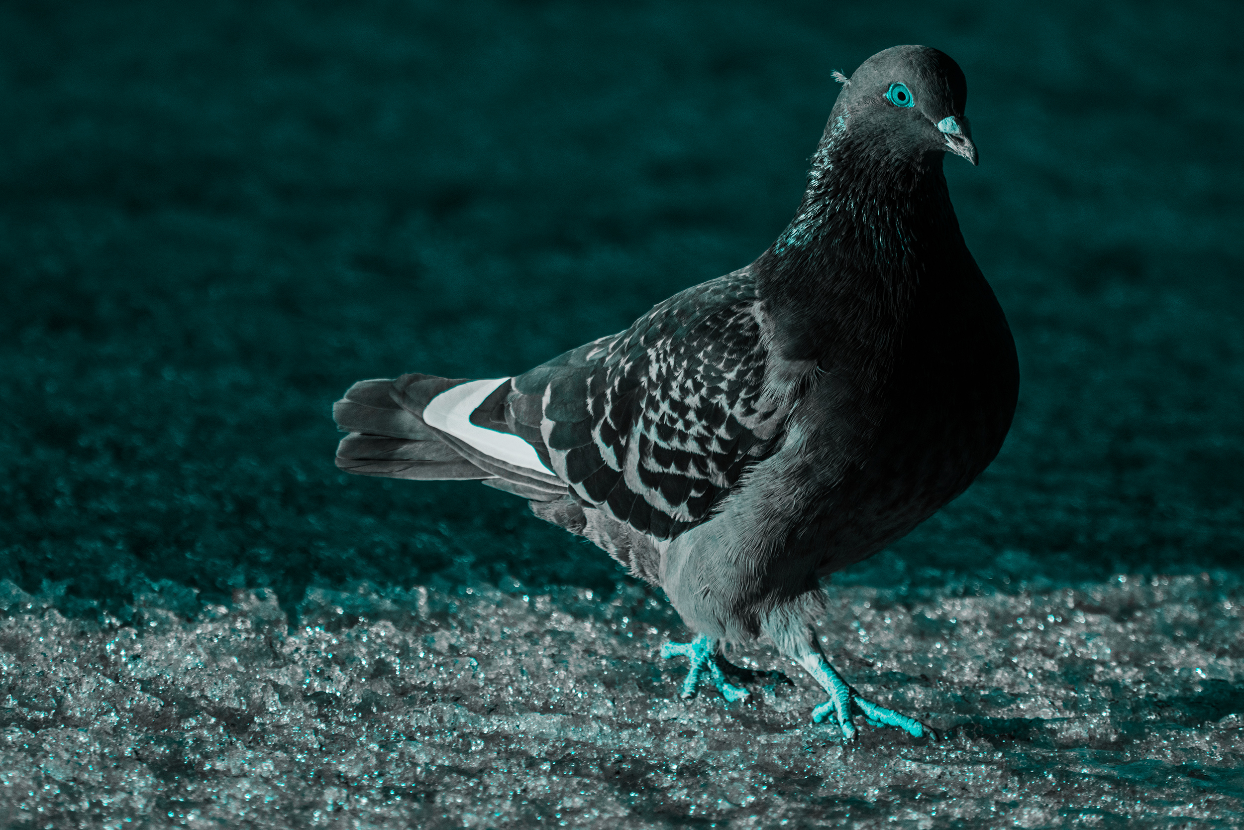 Pigeon Crosses Shadow Covered River Ice at Laramie Greenbelt Trail ...