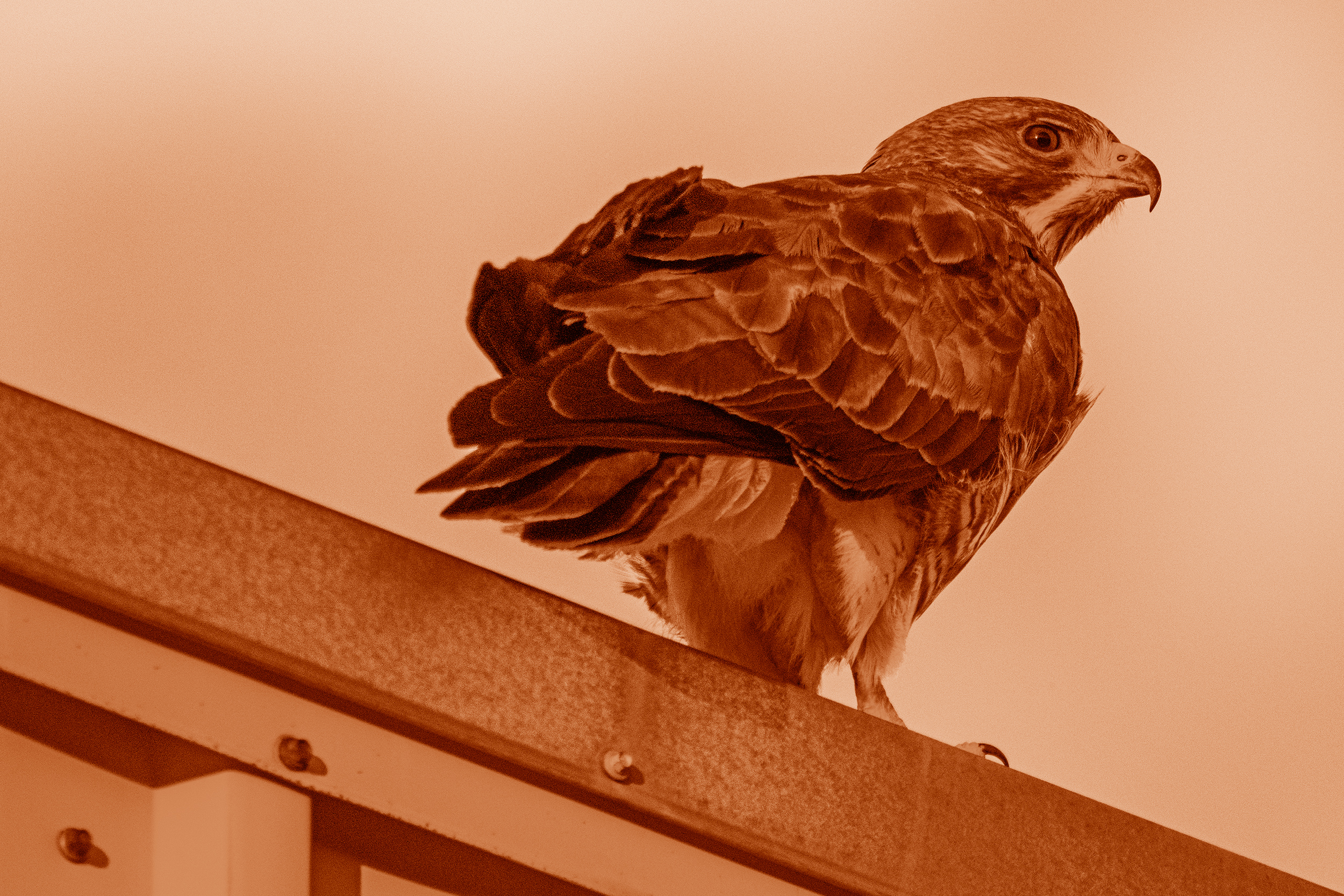 Rough Legged Hawk Enjoying Sunrise Atop Steel Roof Ledge at Laramie ...