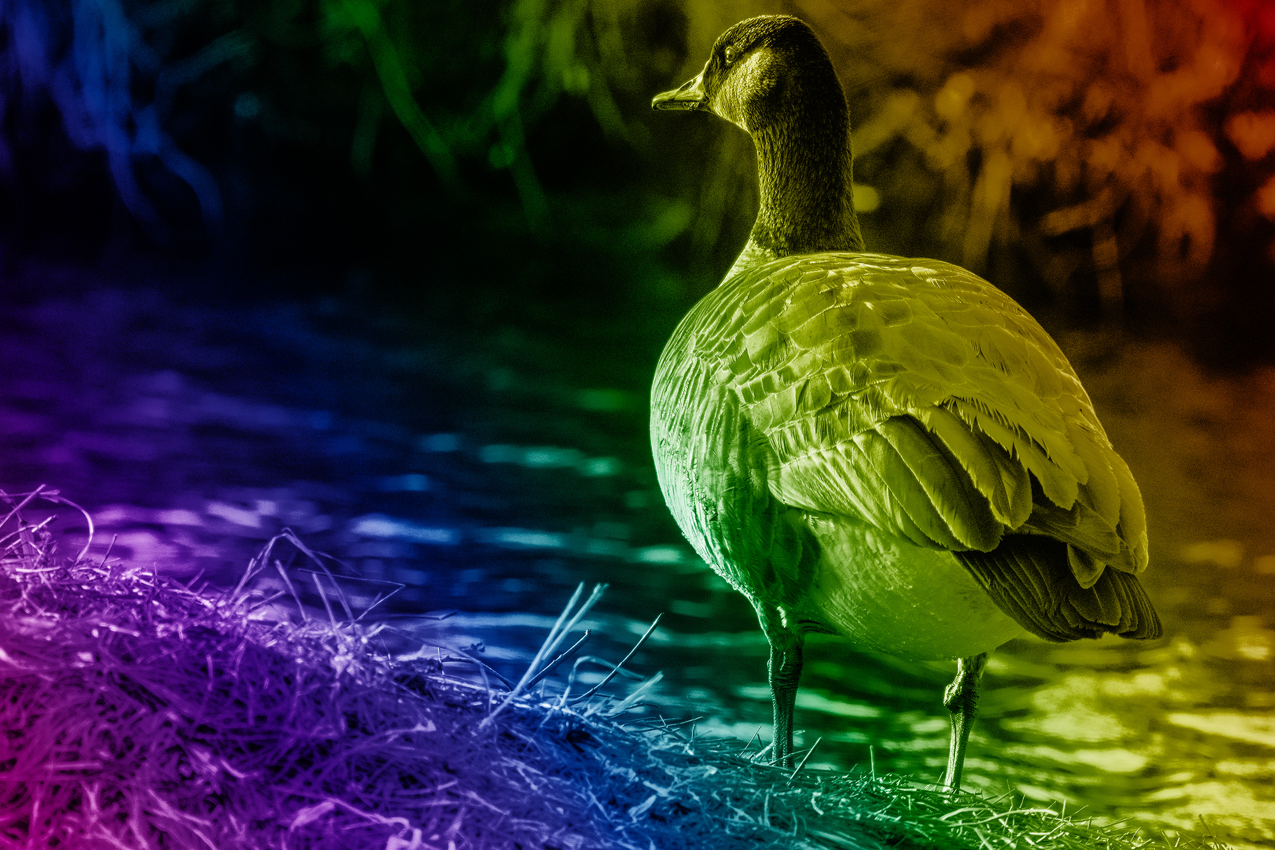 Standing Canadian Goose Looking Sideways Towards Sunlight at Laramie ...