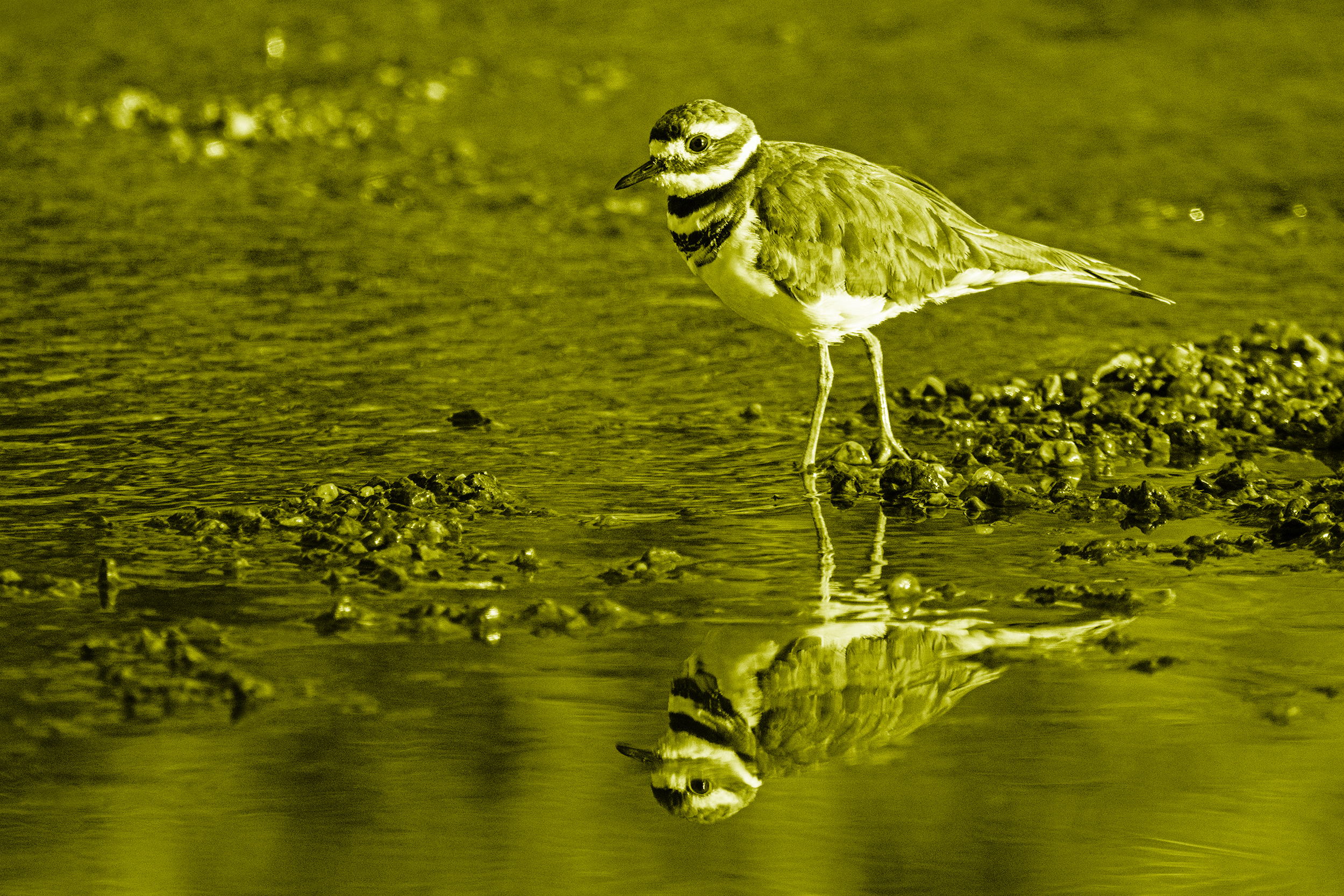 Wading Killdeer Wanders Shallow River Water at Laramie Greenbelt Trail ...